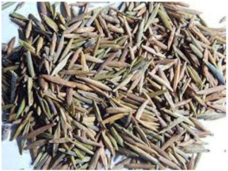 pure ayurvedic indrajao seeds